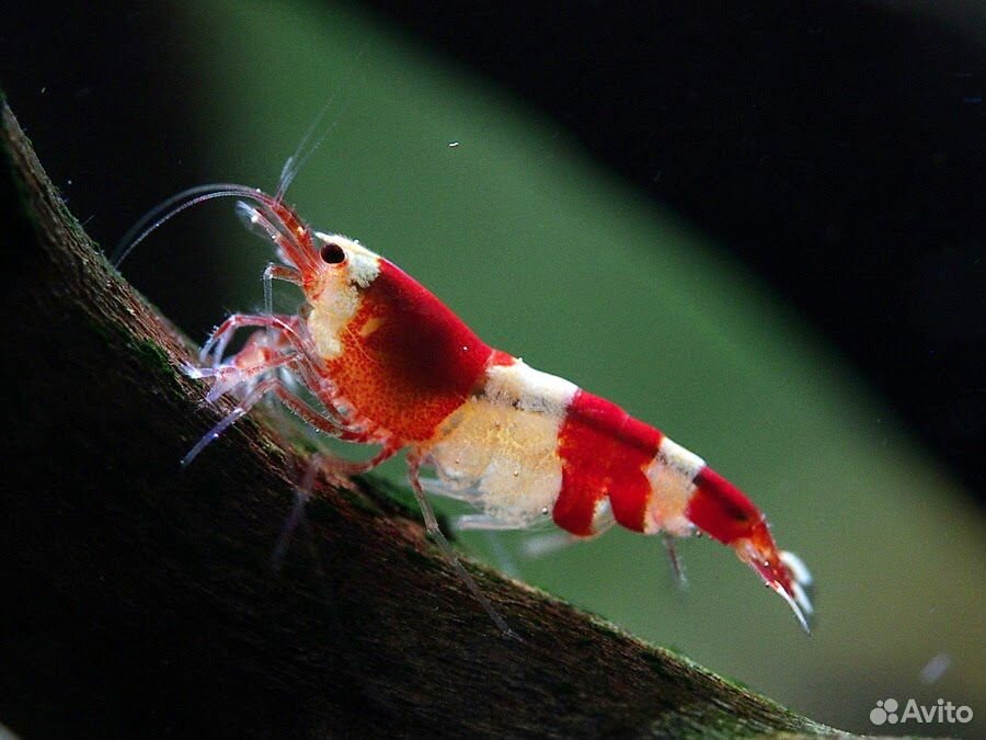 Креветки кристаллы, TaiwanBee