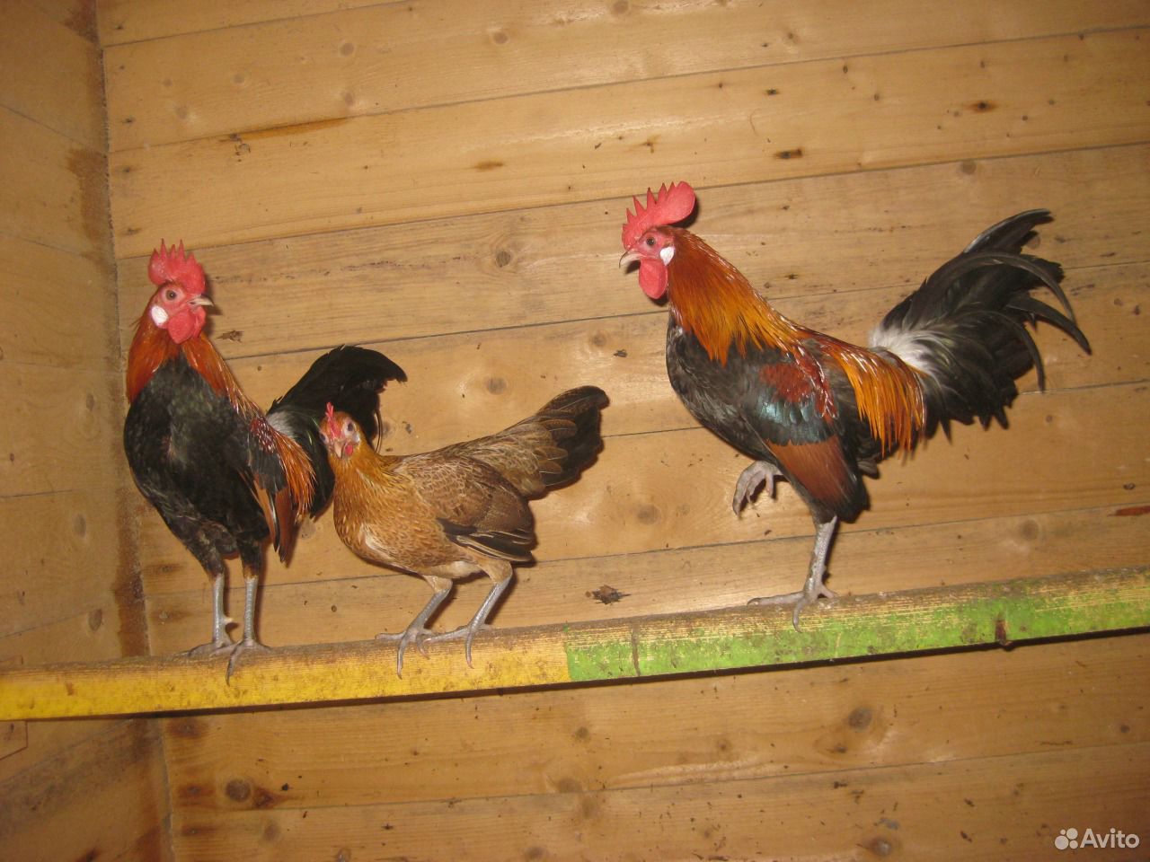 Породные цыплята разного возраста
