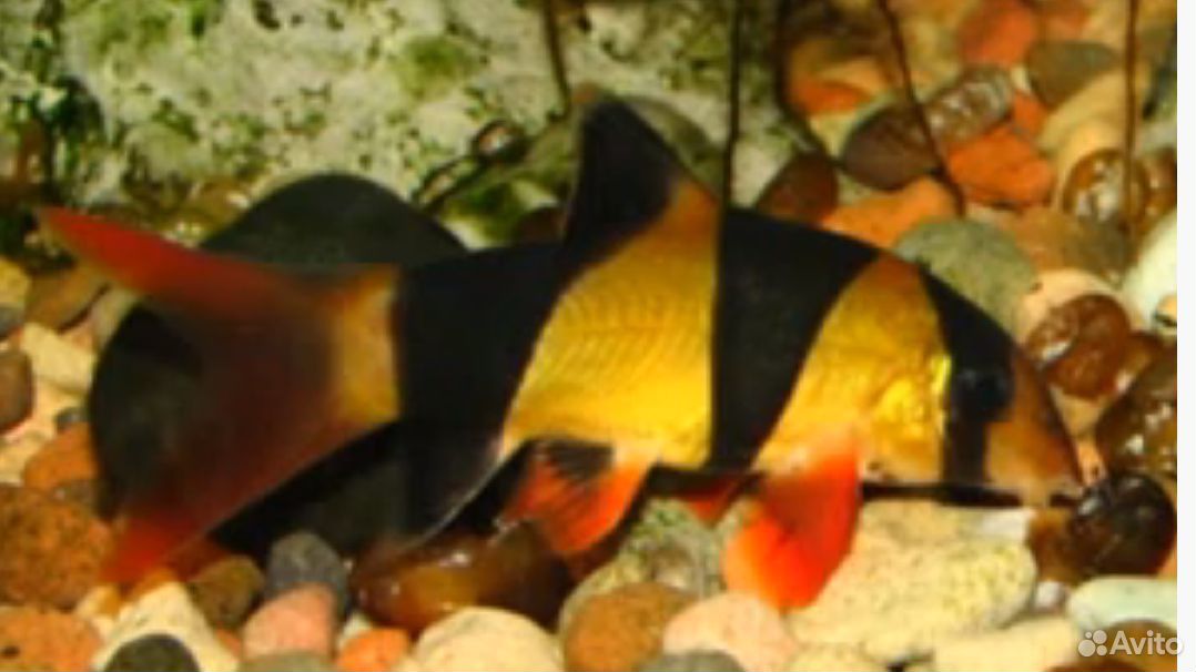 Боция клоун