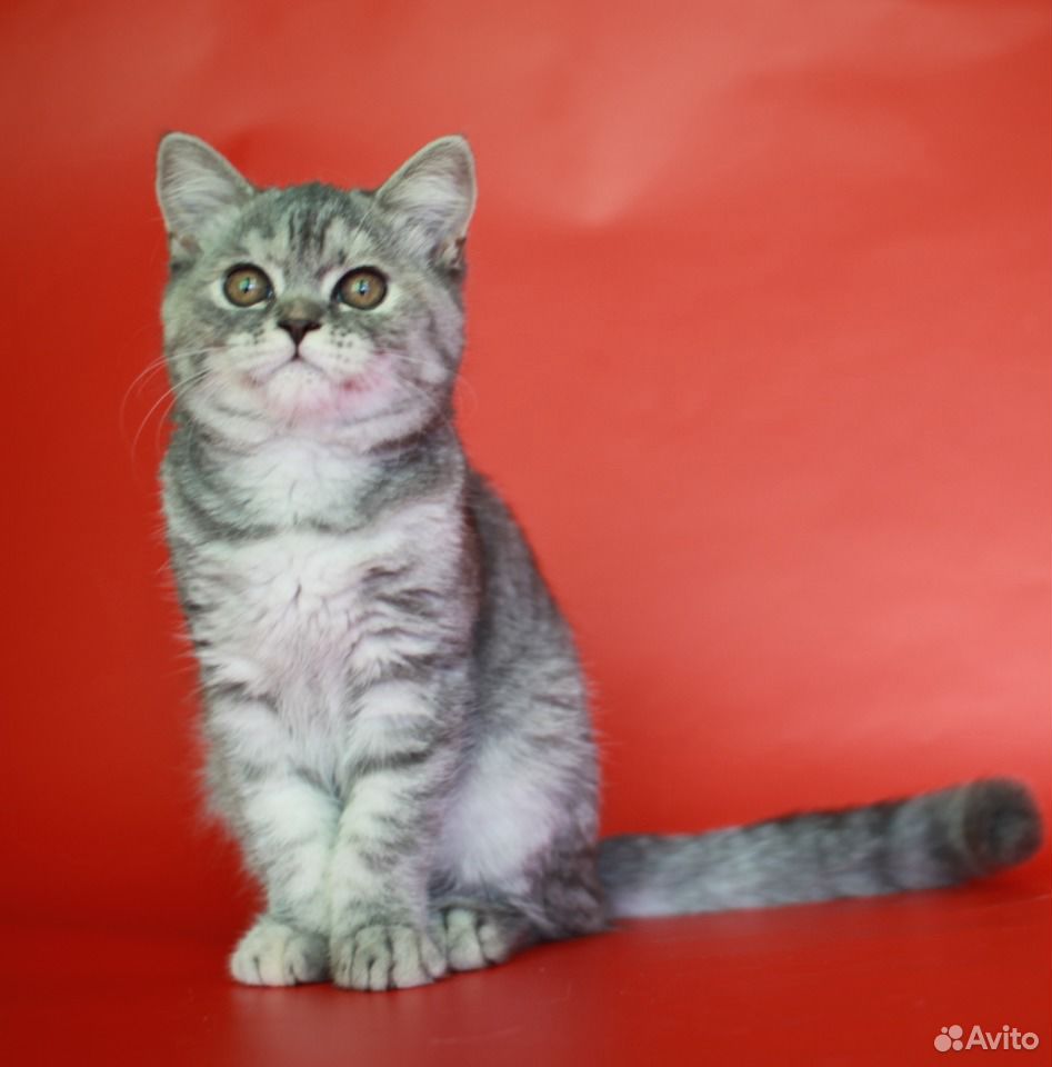 Шотландская девчушка серебрушка