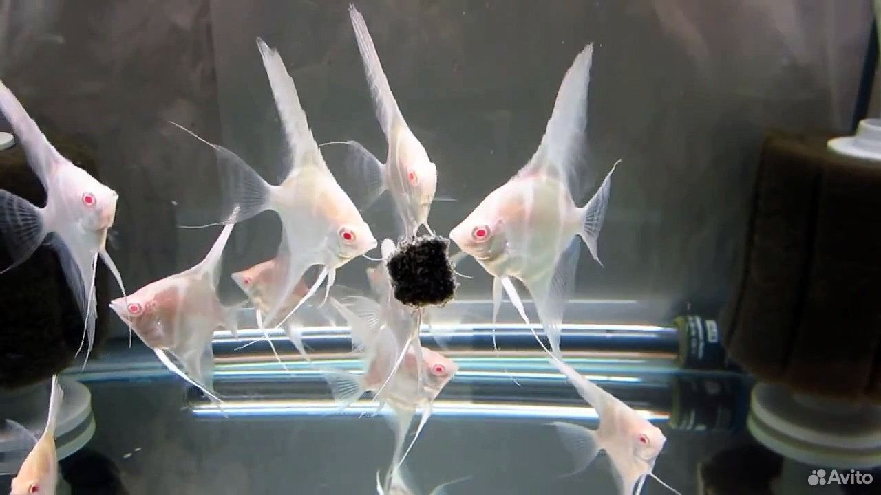 Альтум Перуанский альбинос (Altum Peru Albino)