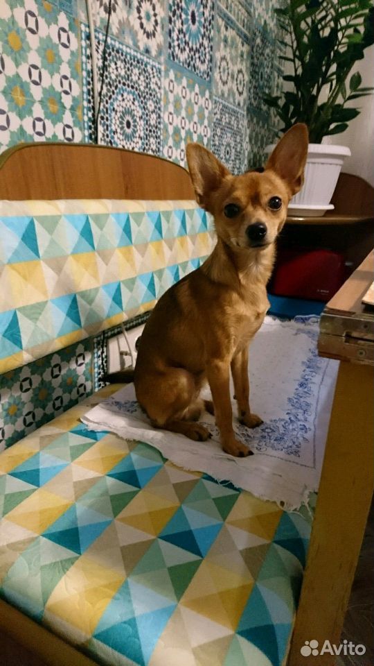 Той-терьер вязка