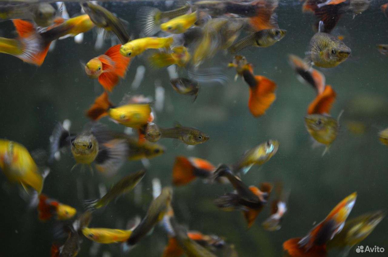 Берлинские Гуппи Чистая линия