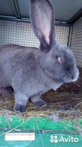 Кролики из европы 1 км от МКАД