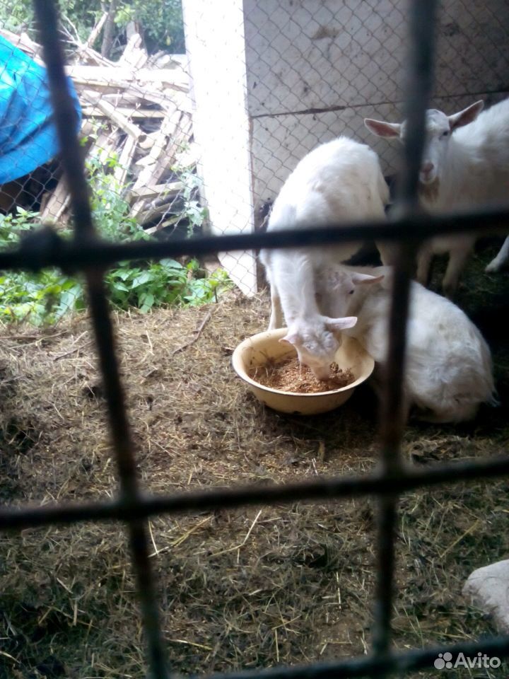 Козел для вязки