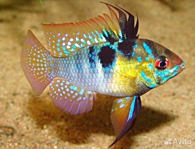Аквариумные рыбки апистограмма рамирези