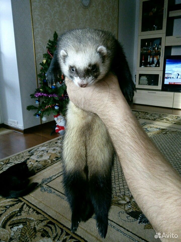 Хорек на вязку