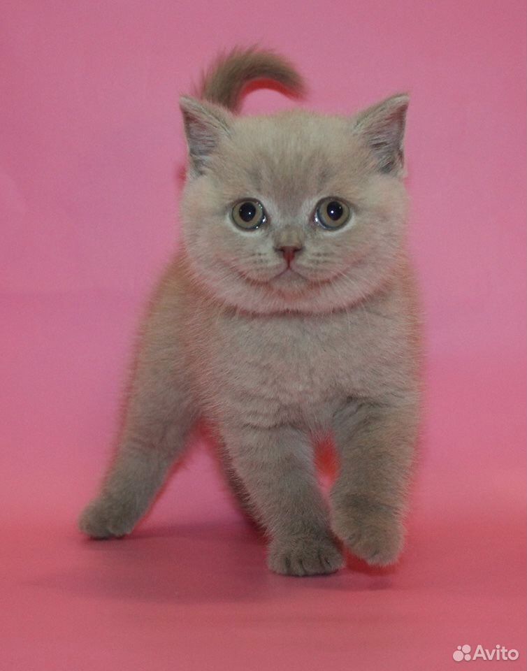 Чистокровные котята