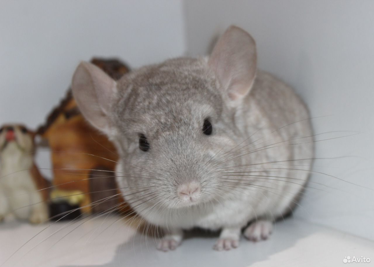 Шиншилла Эбони средняя пастель фиолет девочка