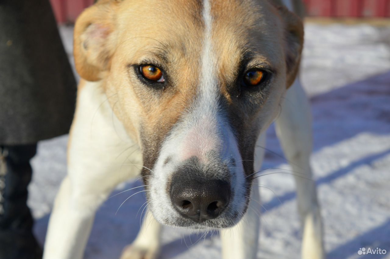 Красотка Альфа