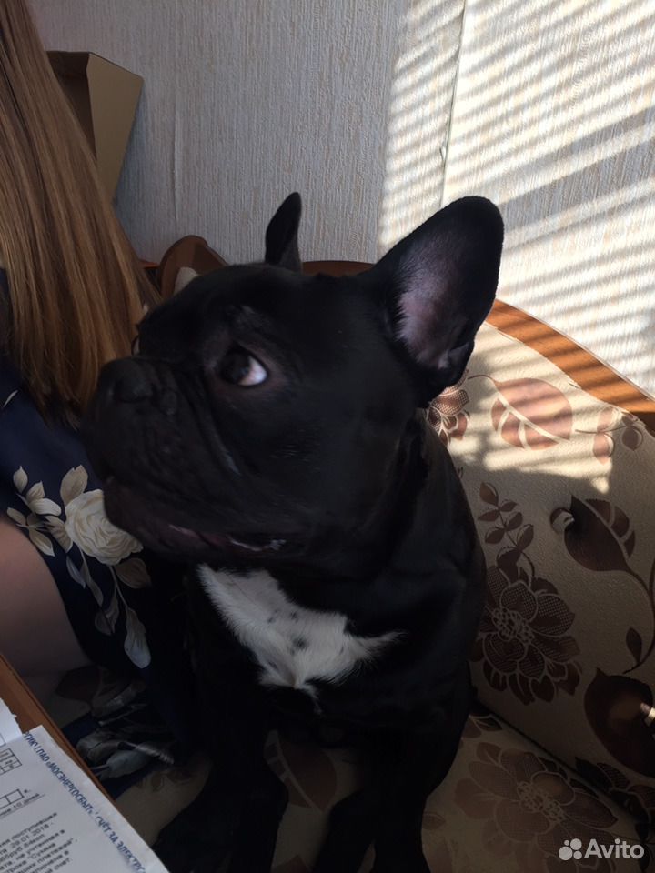 Французский бульдог вязка