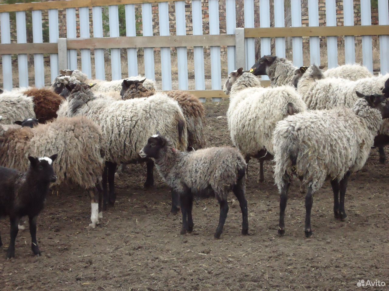 Романовские Овечки