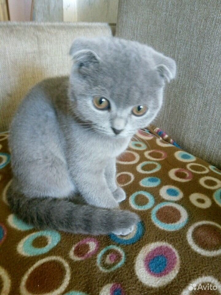 Шотландские мальчишки