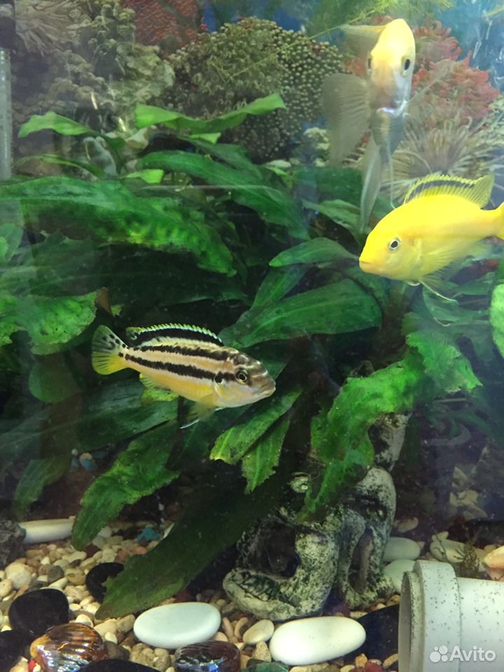 Цихлида Меланохромис золотой