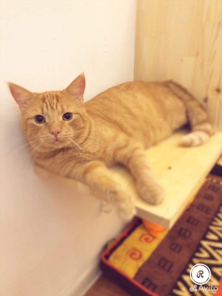 Иннокентий ищет дом