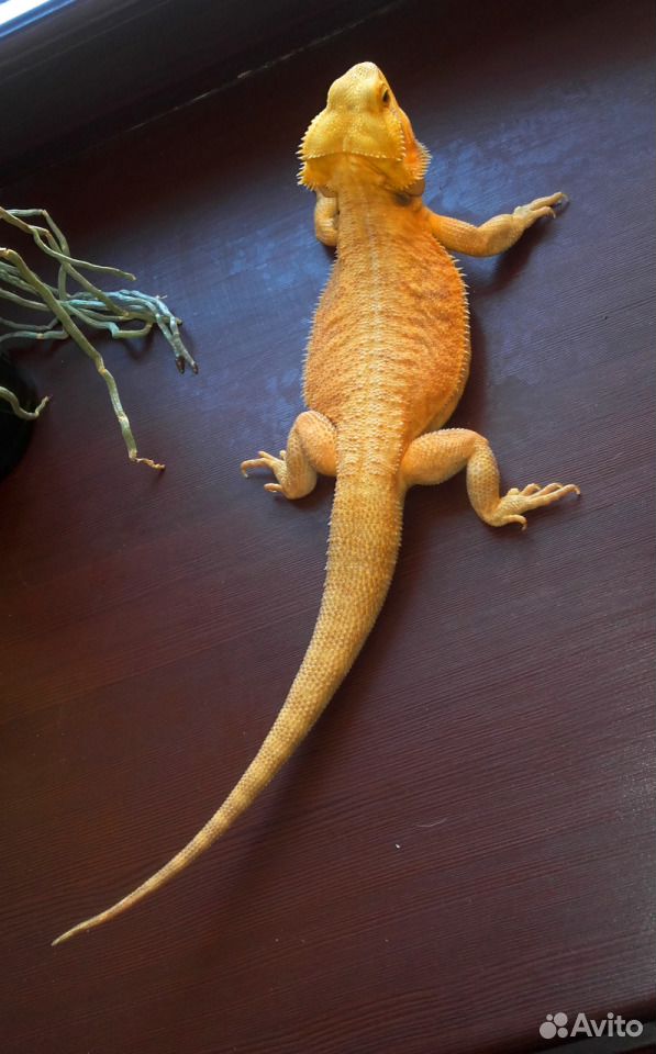 Продается бородатая агама