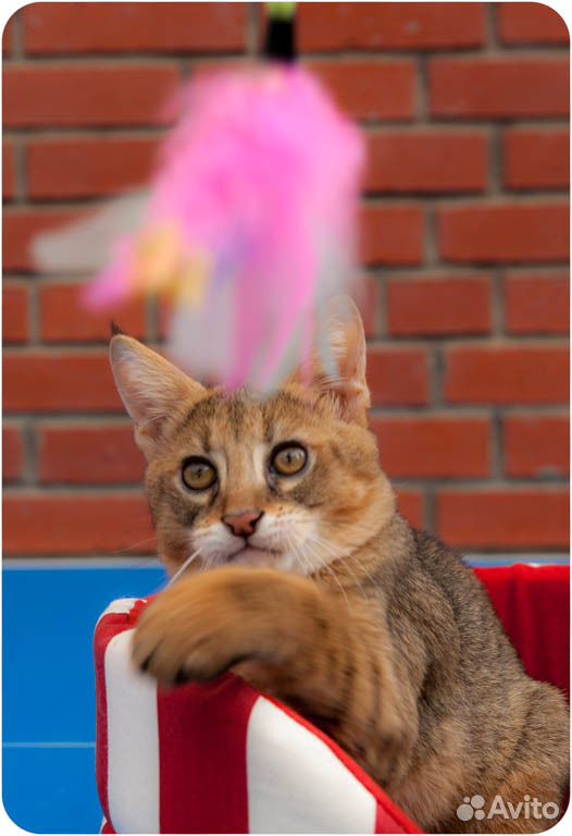 Чаузи ф1 коты и кошки