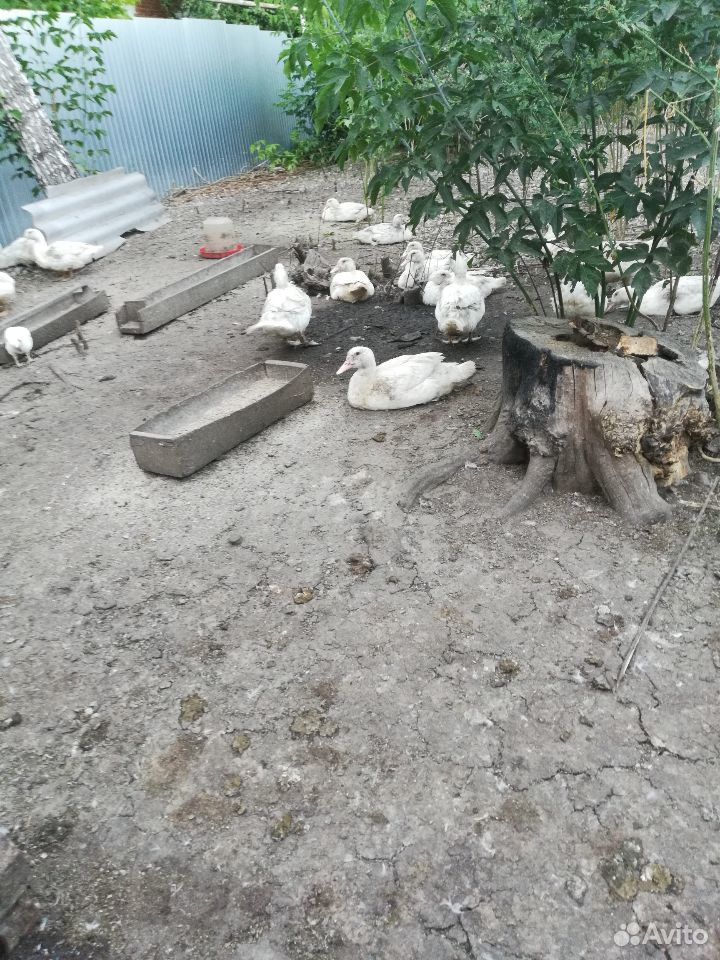 Большие постные утки