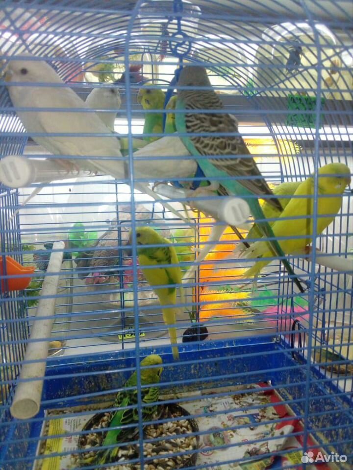 Волнистые попугайчики