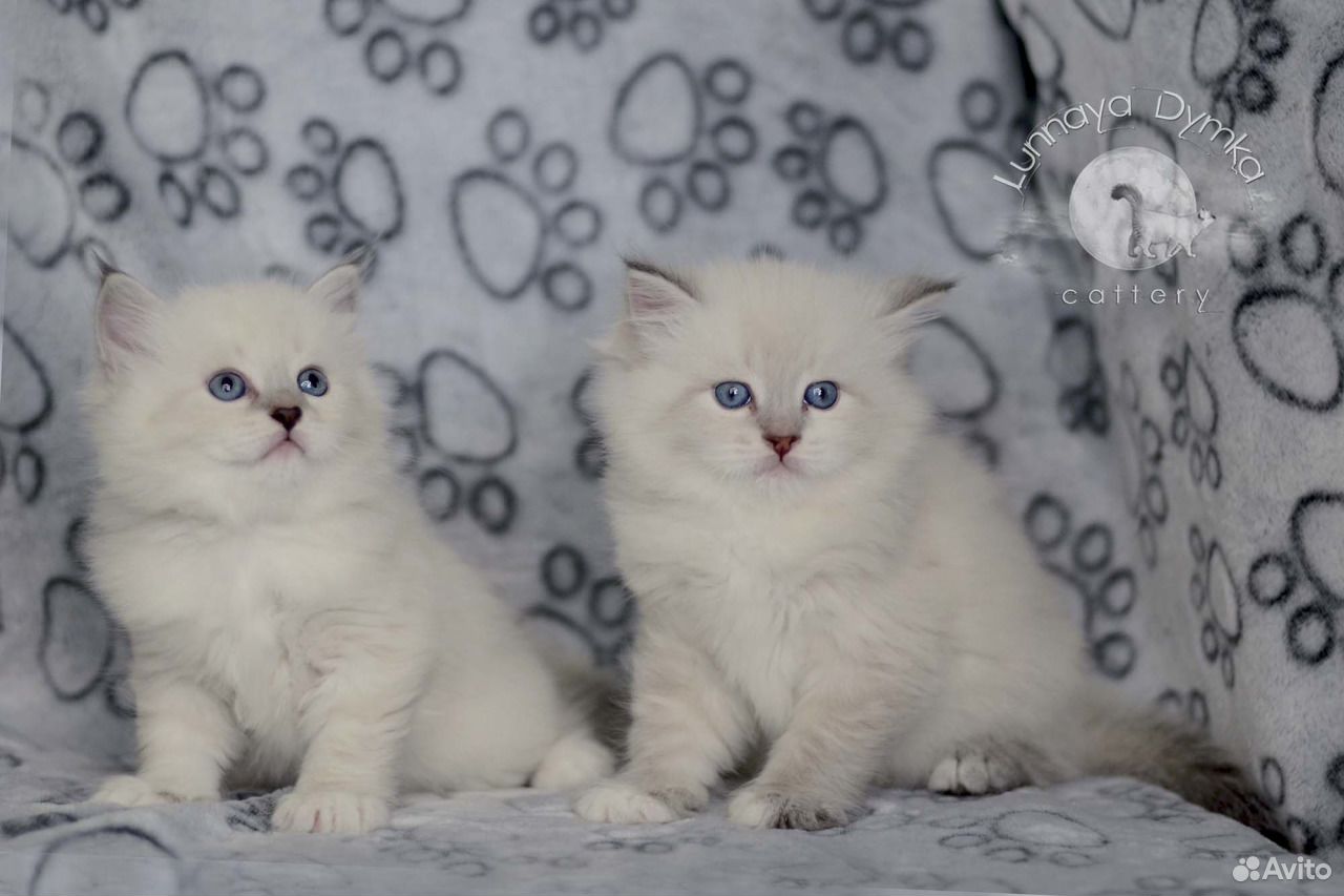 Продаю котят Невская Маскарадная