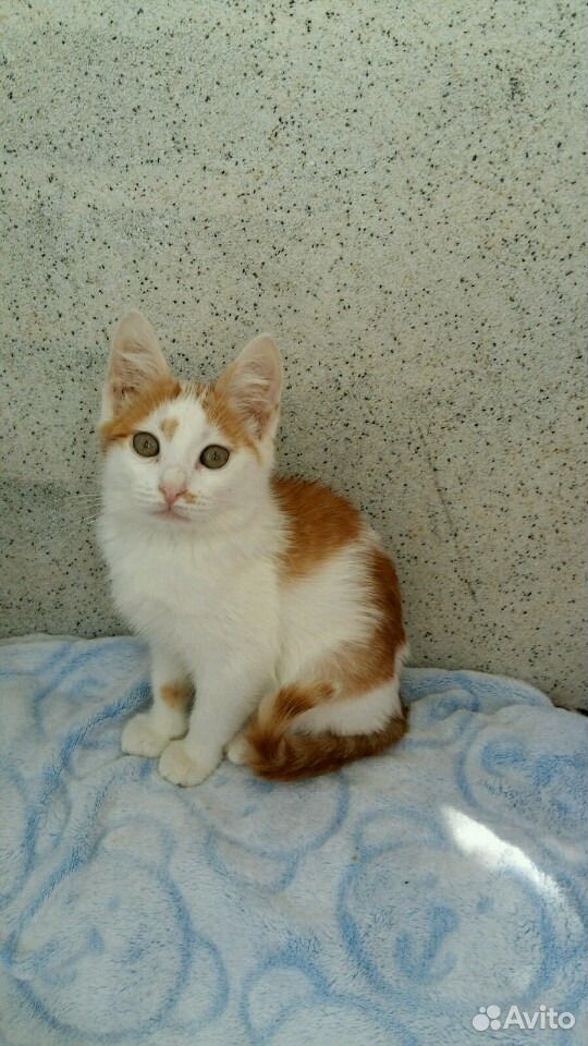 Котята девочка привезем