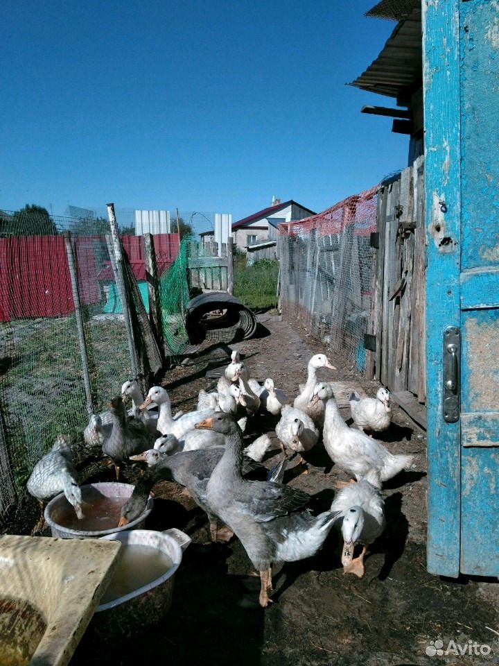 Бройлерные утки