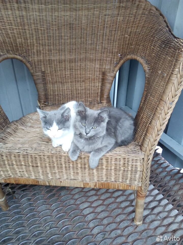 Отдам хорошеньких котят в хорошие руки