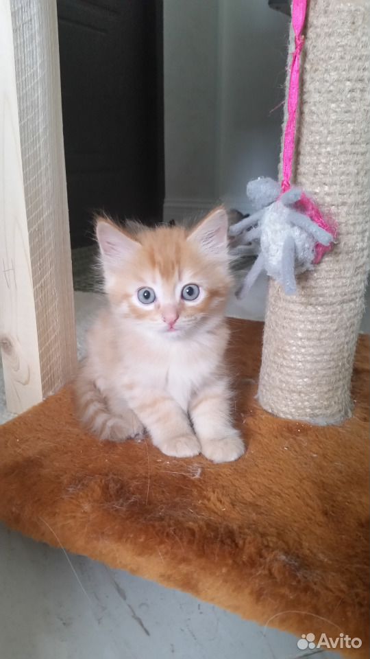 Рыженький котенок