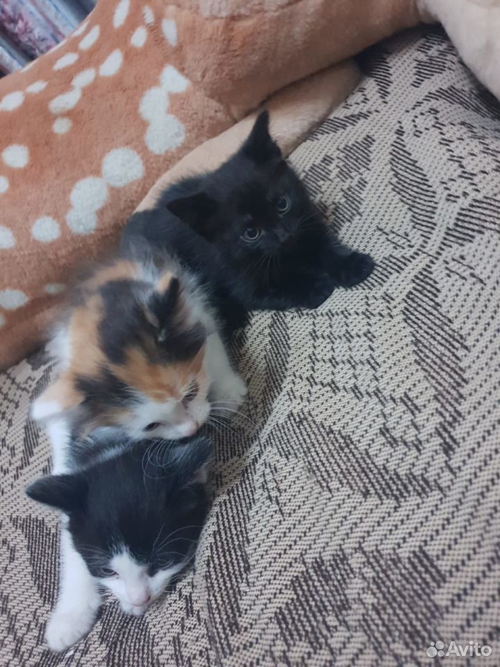 Отдам даром трех кошечек