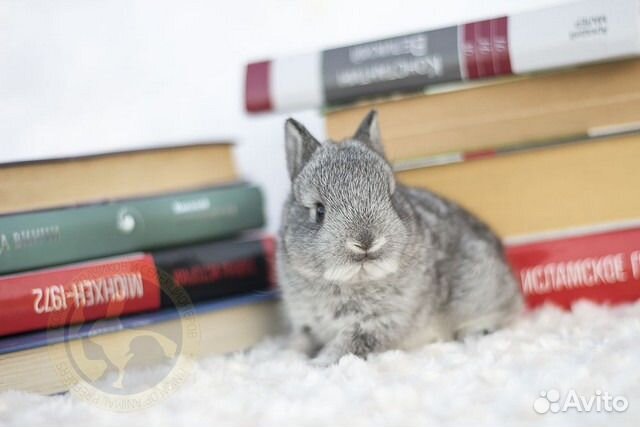 Самые миниатюрные крольчата от заводчика