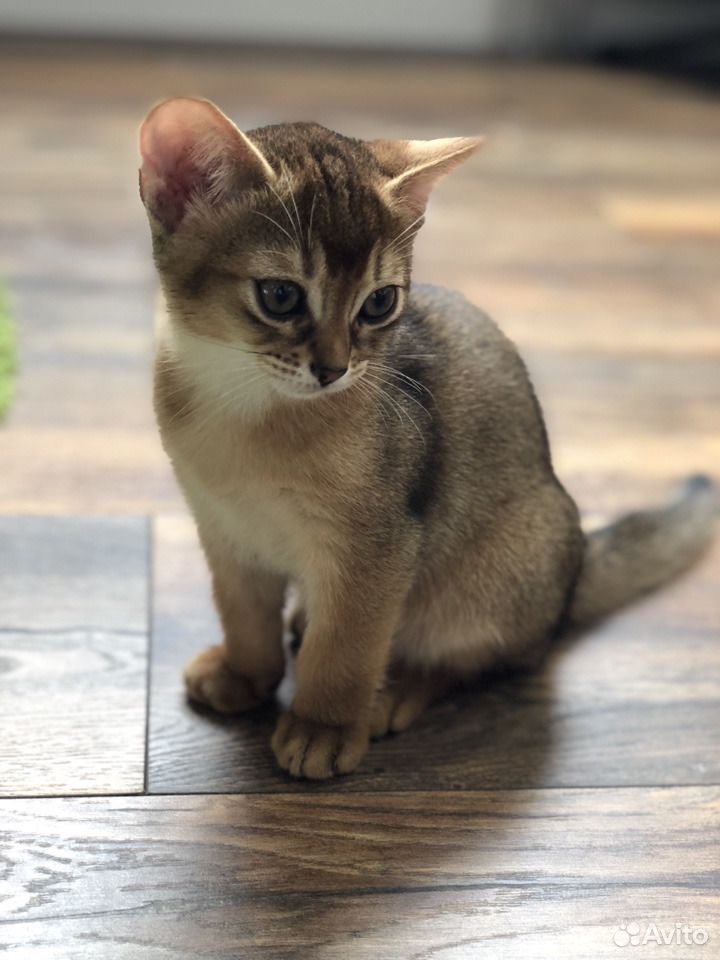 Абиссинская