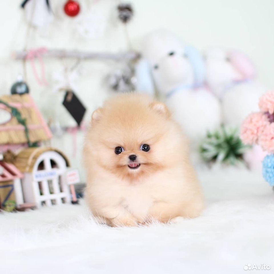 Доставка на дом супер мини шпиц