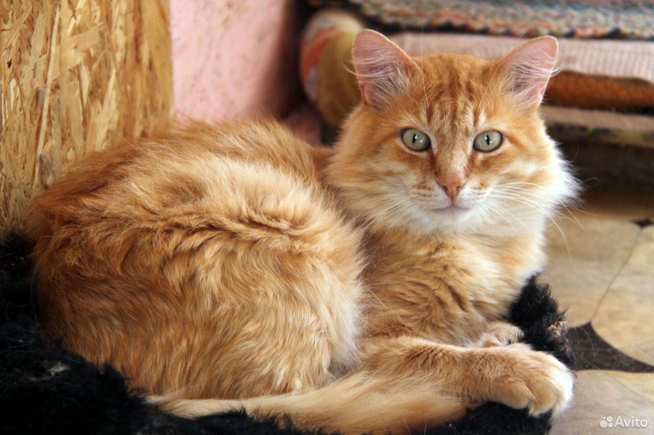 Мурзя неуловимый. Шикарный рыжий кот, 2-3 года