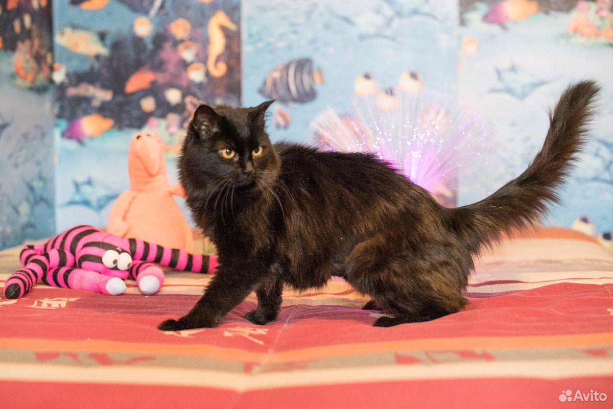 Челси (метис ангорской кошечки)