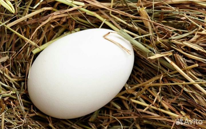 Яйцо инкубационное линдовского гуся лпх "чистое"