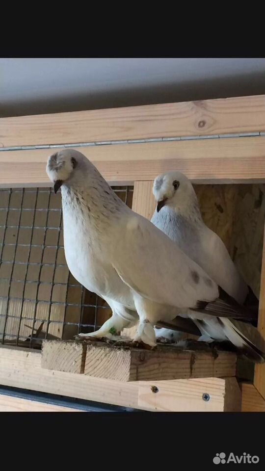 Голуби турецкая такла