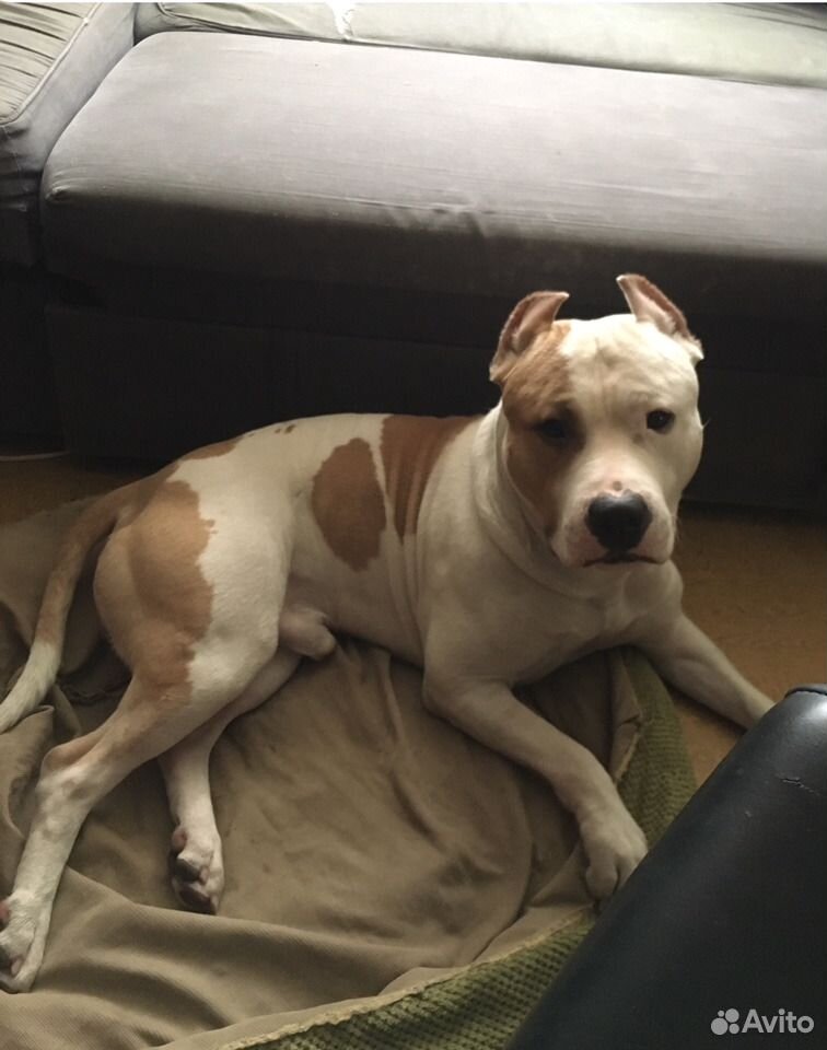 Вязка амстафф