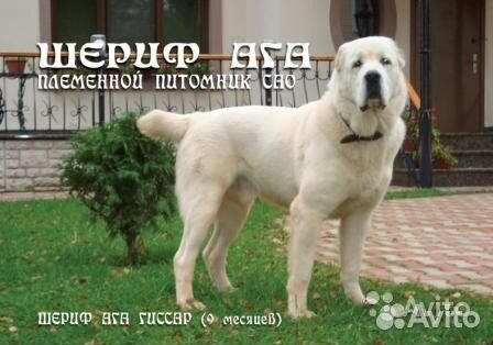 Щенки алабая из племенного питомника