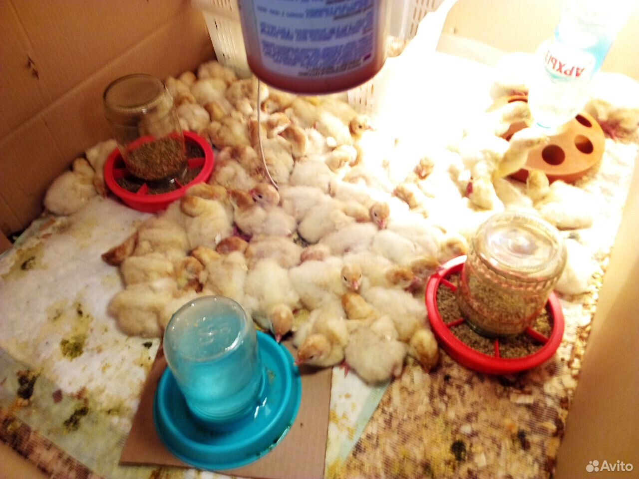 Цыплята мясояичных пород.И.яйцо