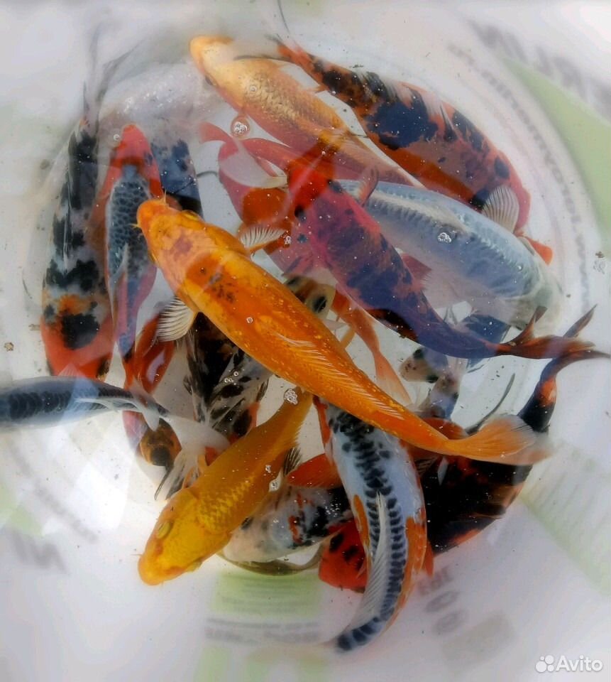 Карпы кои для вашего пруда