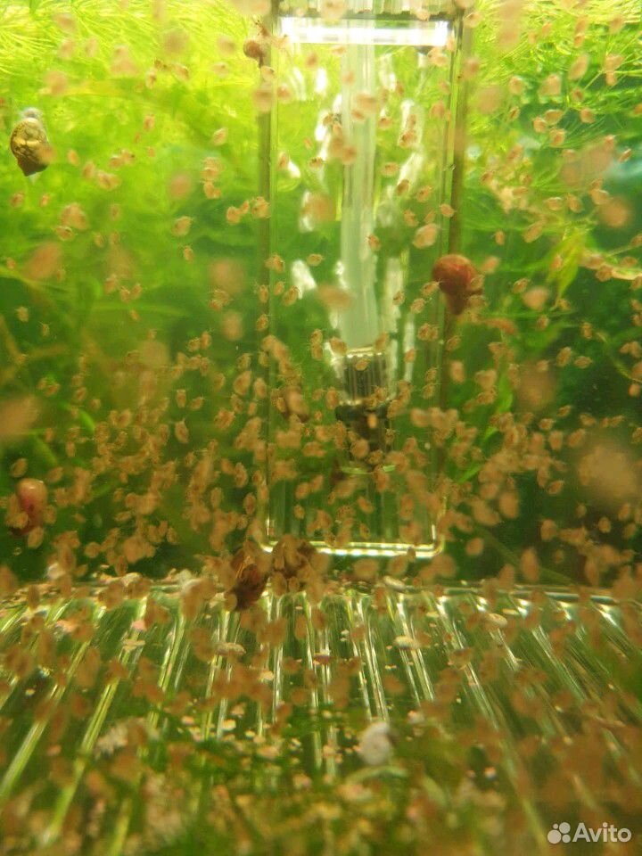 Аулофорус.Нематода,дафния,инфуз,крапи