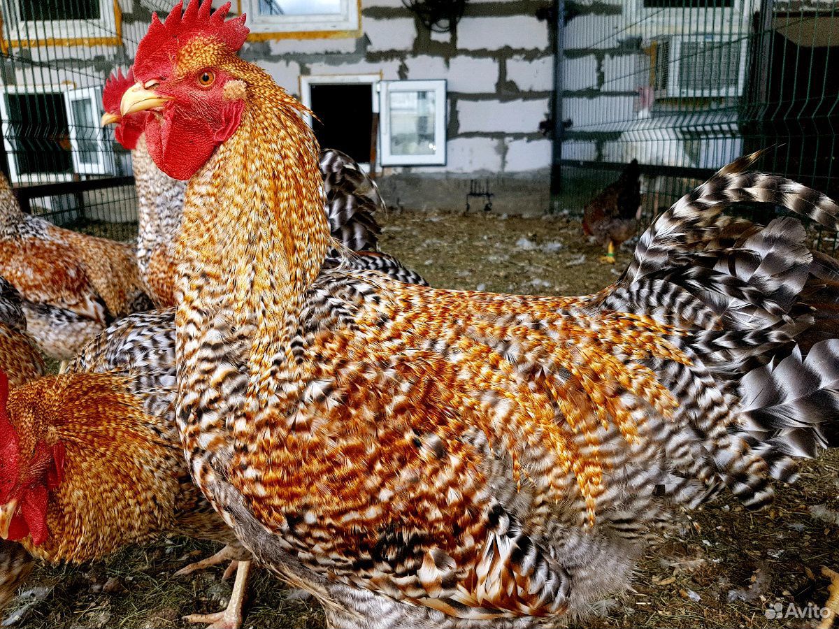 Билефельдер молодые семьи