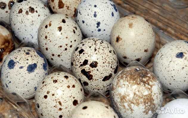 Запись на птенцов Техасского перепела