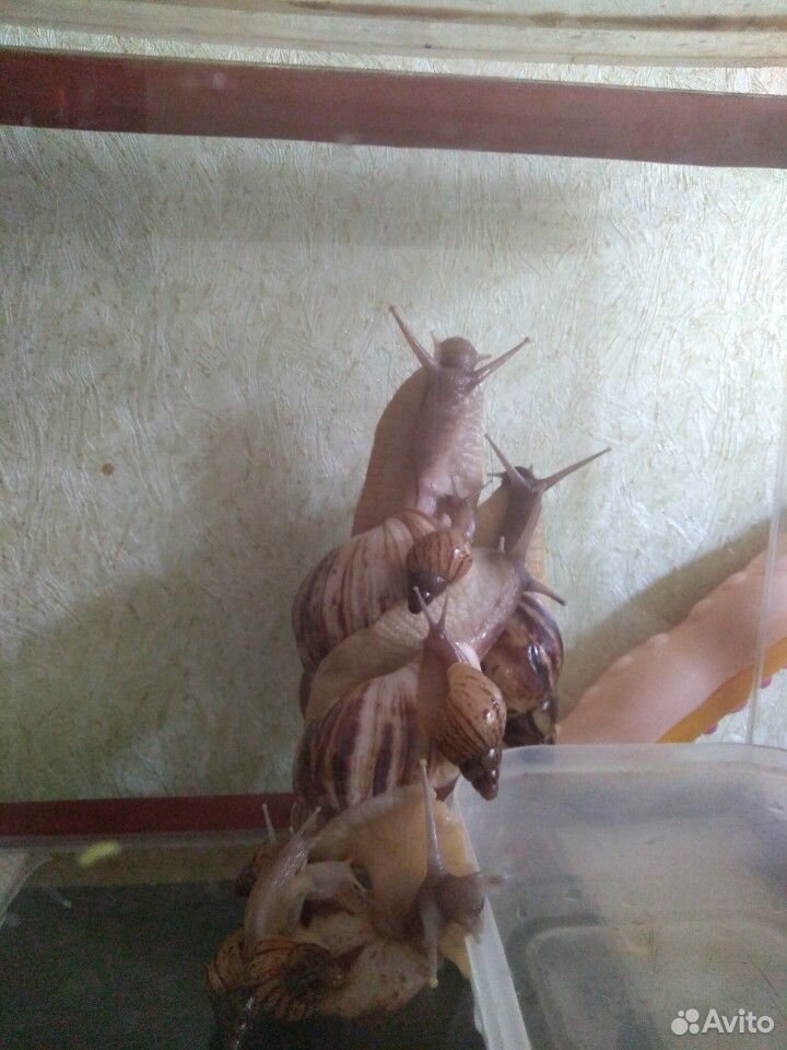 Улитки Ахатины