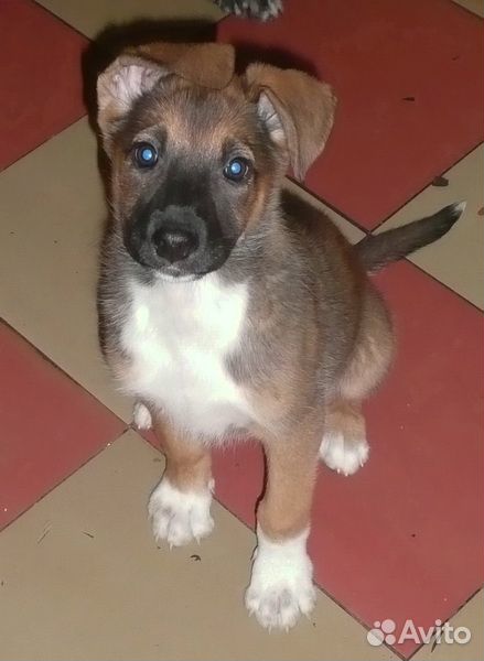 Метис счастья