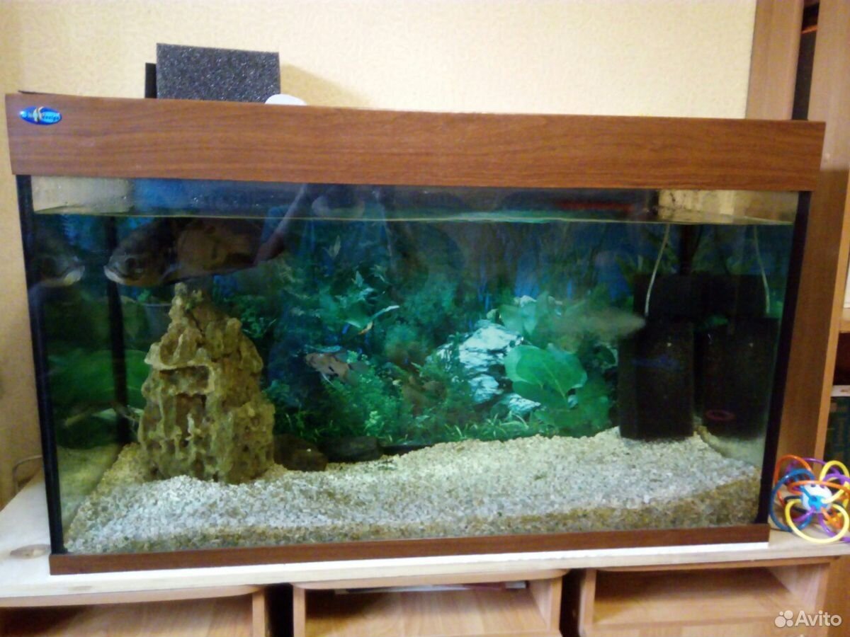 Аквариум