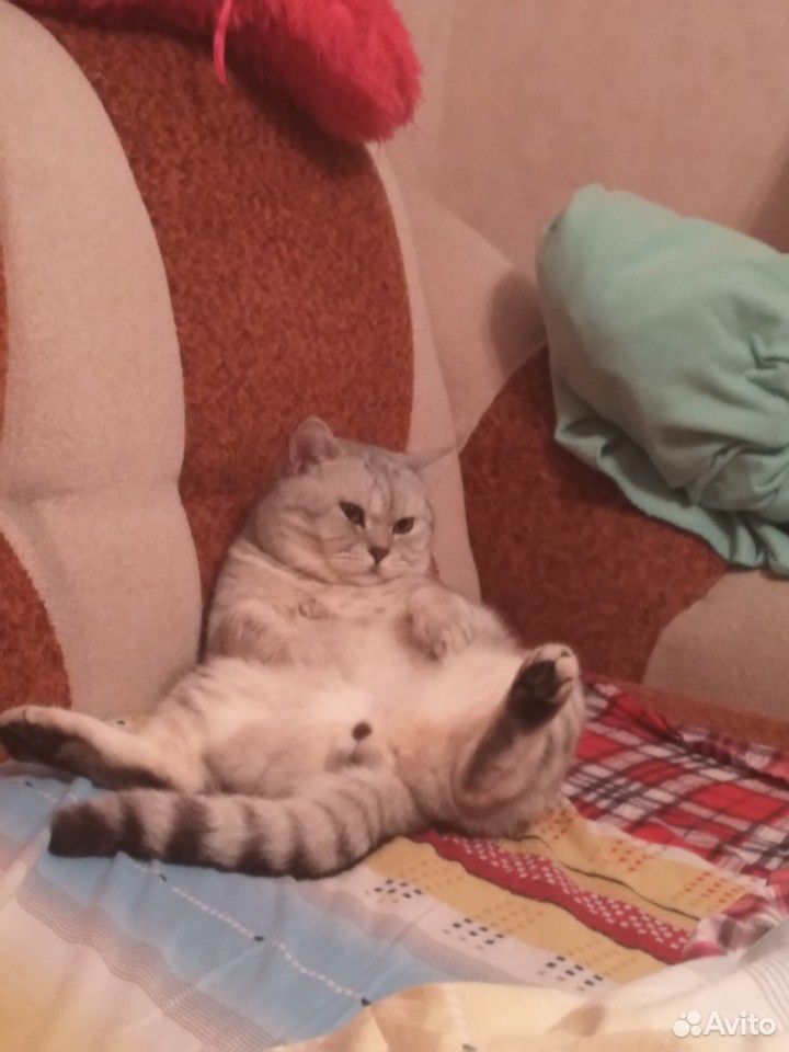 Кот для вязки