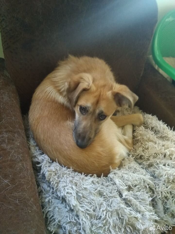 Ищет дом красавиц Лис