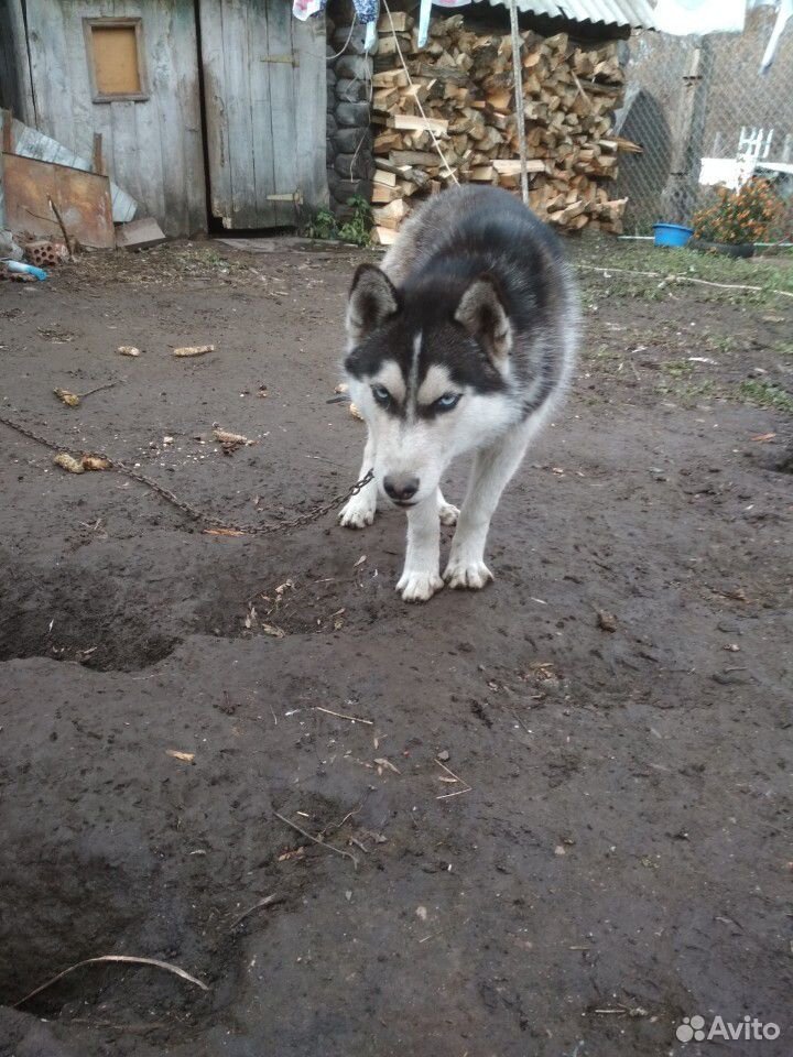 Сибирский хаски