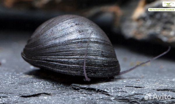 Улитка Черная Неритина